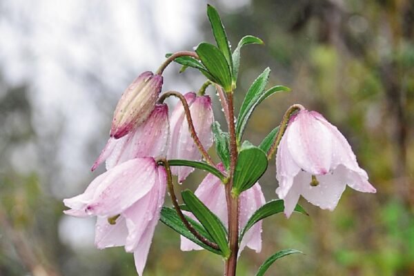 Shirui Lily : State Flower- Flowerworld.in
